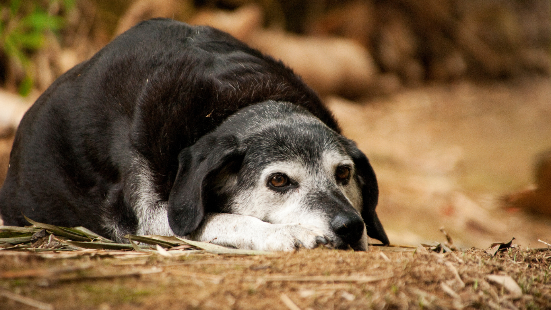 Pet Euthanasia In Vista, CA 92081 | Melrose Veterinary Hospital
